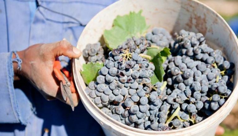 Co-op backs Fairtrade with brand new wine collaboration | Ethical ...