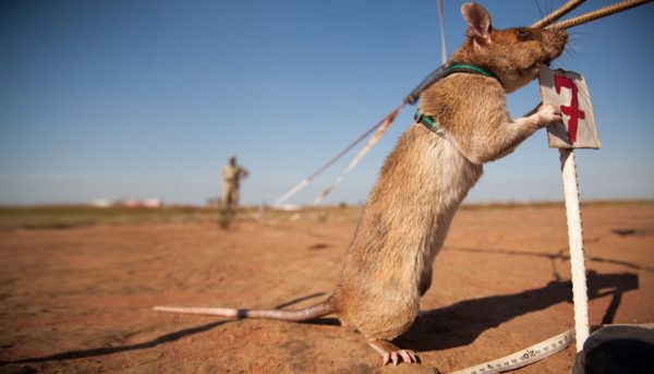 Clearing decades-old landmines will protect endangered elephants, lions ...