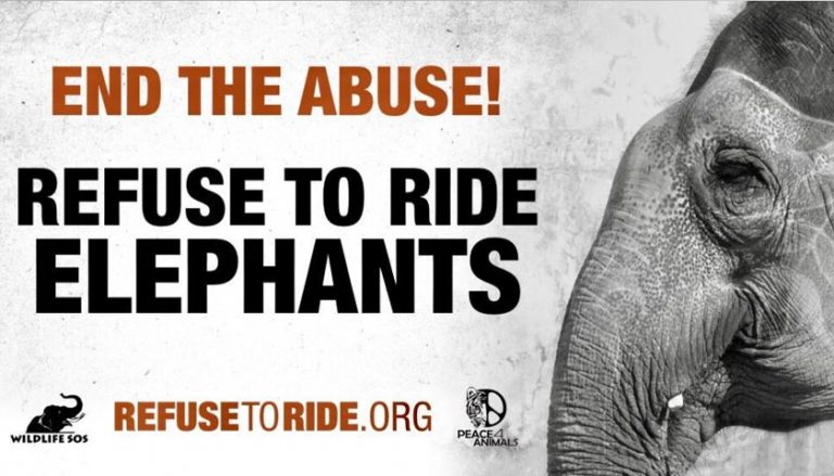 Peace 4 Animals & Wildlife SOS Launch "Refuse to Ride Elephants ...