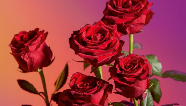 That’s Amore! Waitrose launch two wrap-free bouquets for Valentine’s ...